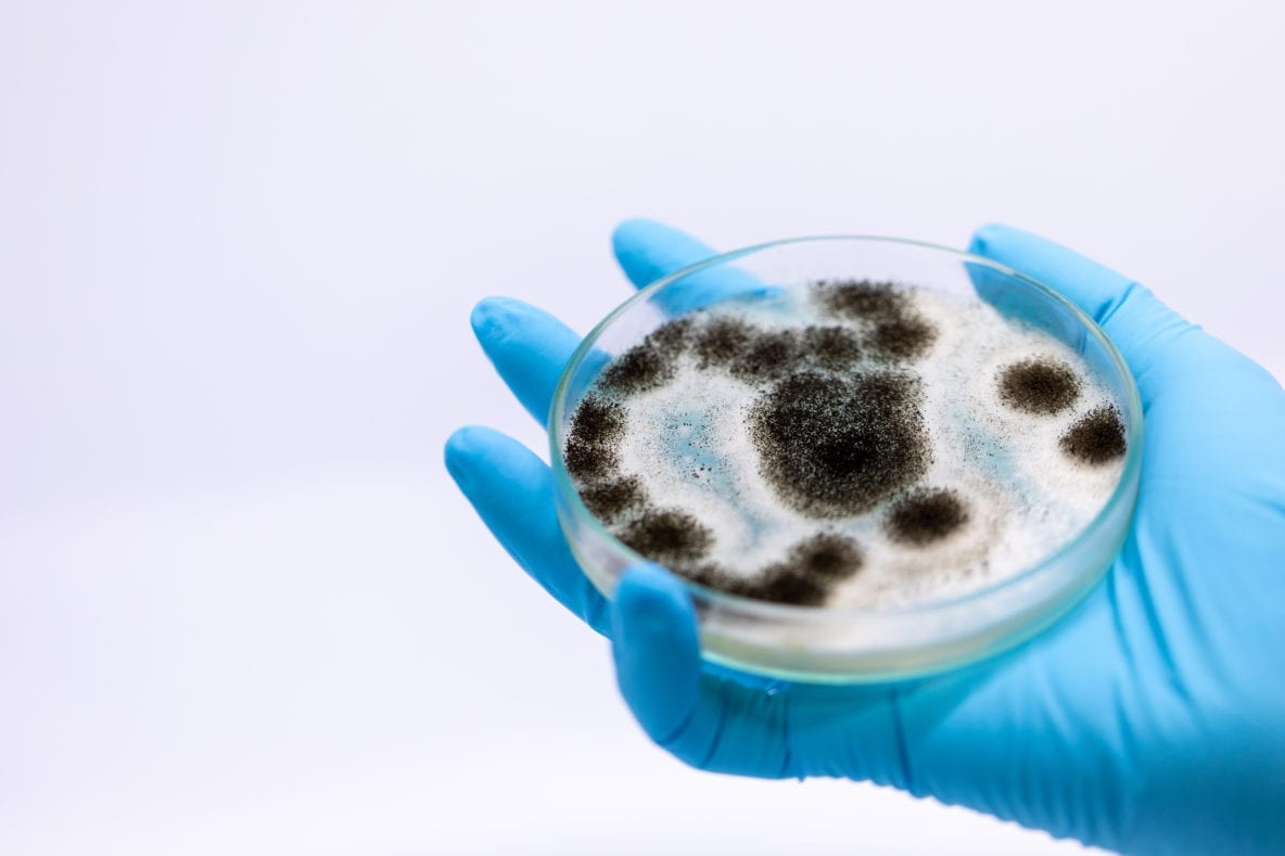 Commercial Ice Machine Cleaning: Slime, Scale and Sediment