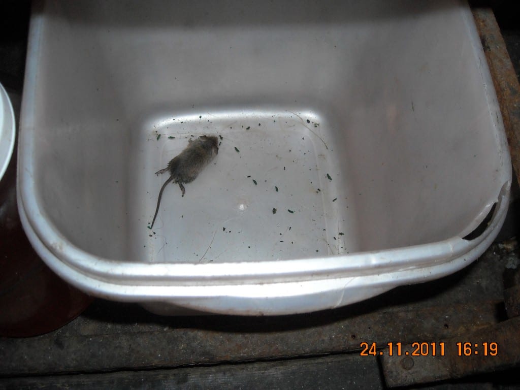 5 most disgusting food safety fails in restaurants